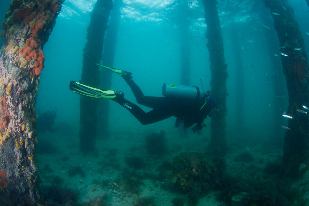 Pier Diving in Melbourne - Ocean Divers, Melbourne
