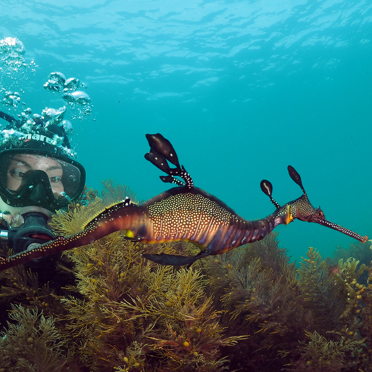 Pier Diving in Melbourne - Ocean Divers, Melbourne