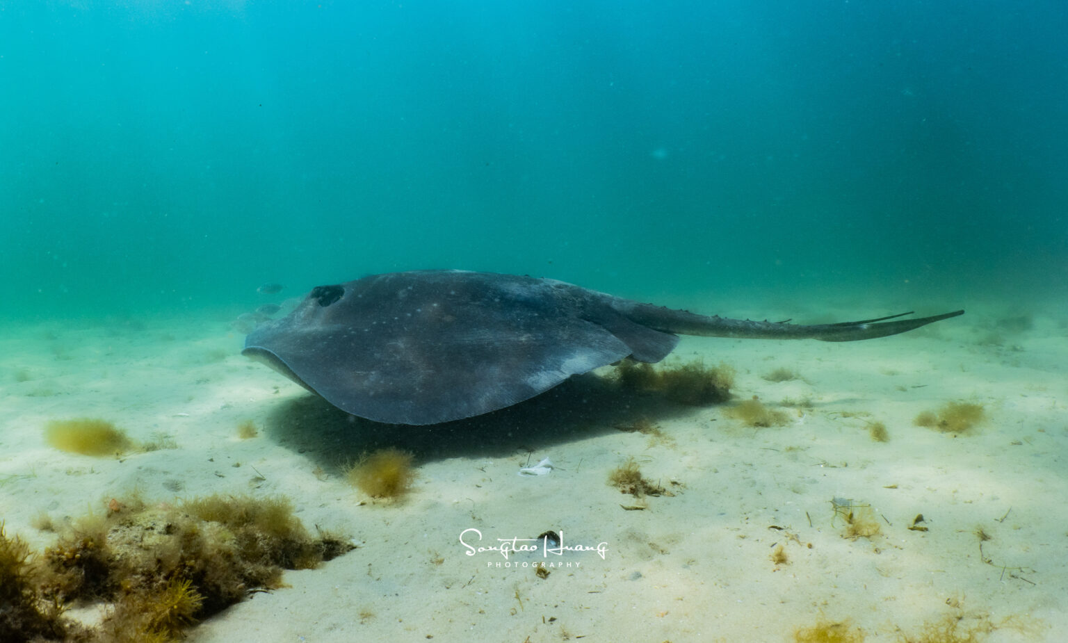 Venomous Marine Life in Melbourne: A Must-Know for Divers - Ocean ...