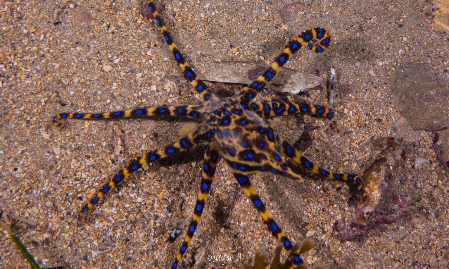 Venomous Marine Life in Melbourne: A Must-Know for Divers - Ocean ...